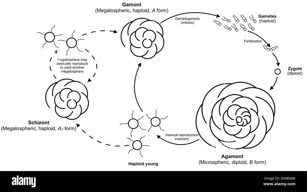 Diagram of the typical life cycle of a foraminifera Stock Photo - Alamy