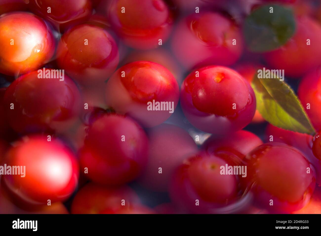 red cherry plums are washing in water in summer garden Stock Photo - Alamy