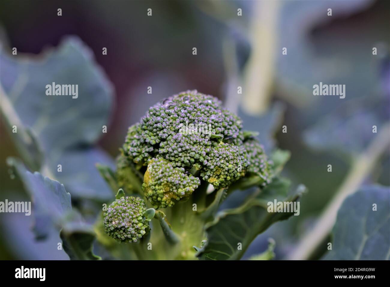 Broccoli plant head hi-res stock photography and images - Alamy