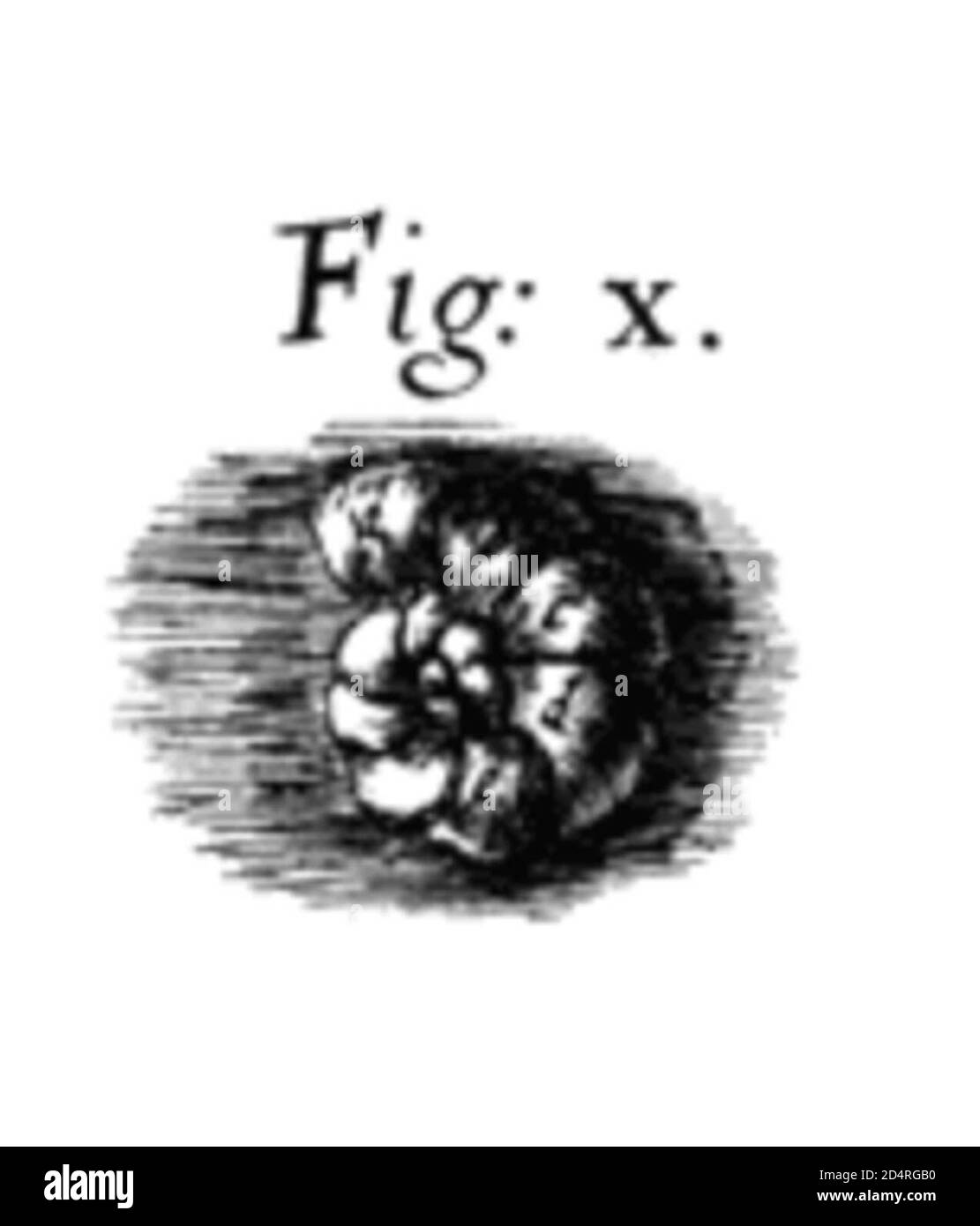 Robert Hooke foraminifera Stock Photo - Alamy