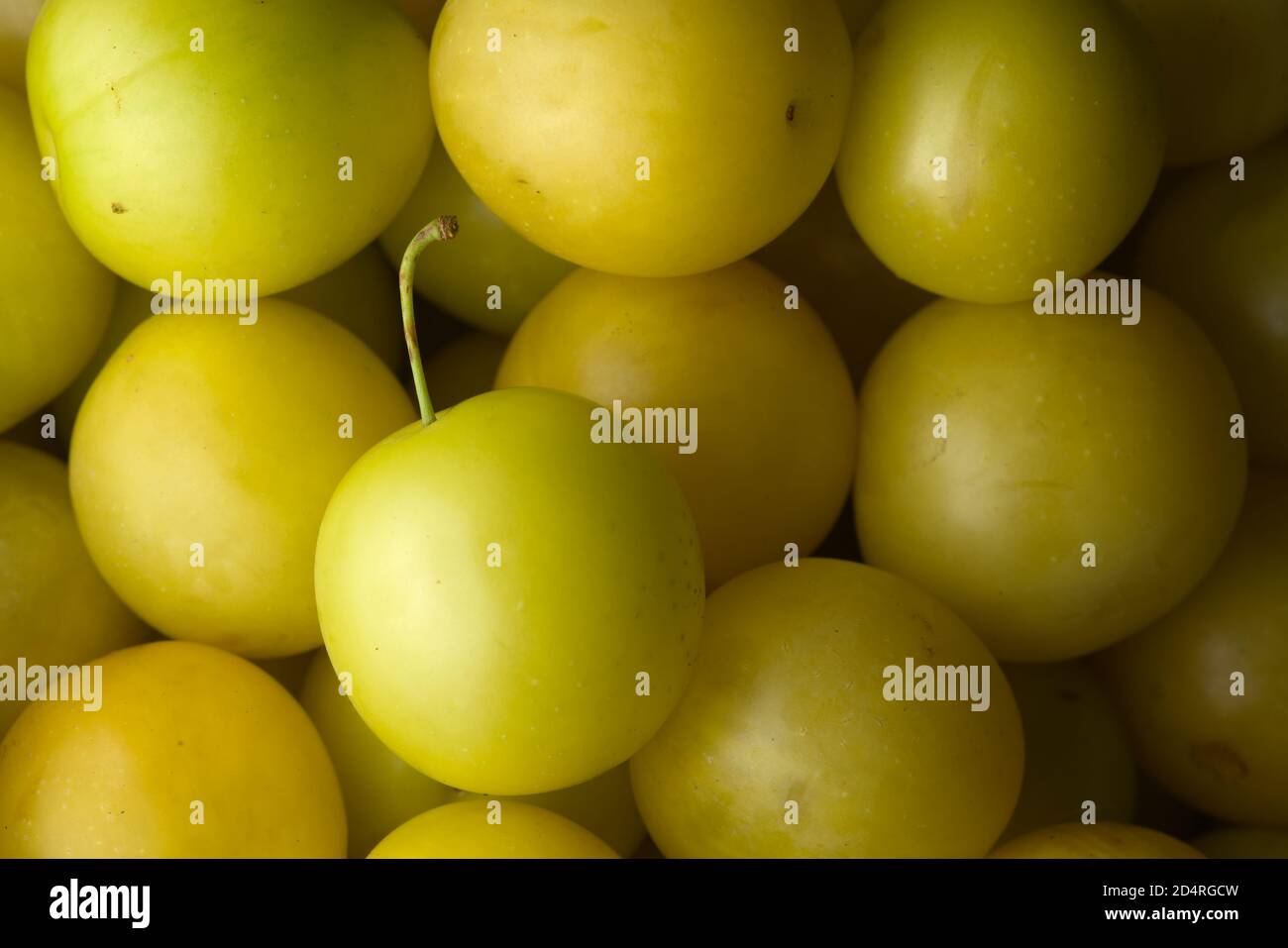 7 - Freshly picked mirabelle plums. Yellow in color and seasonally ...