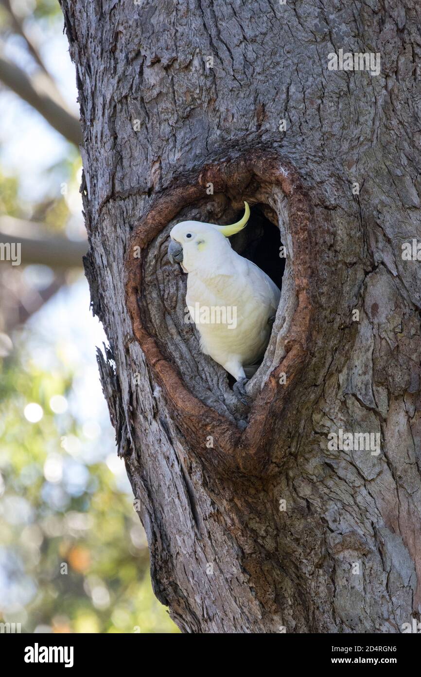 Sulphur-crested Cockatoo at heart shaped nest in Eucalypt Tree Stock ...
