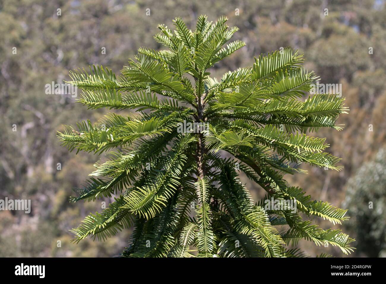 Close up of Wollemi Pine Tree Stock Photo - Alamy