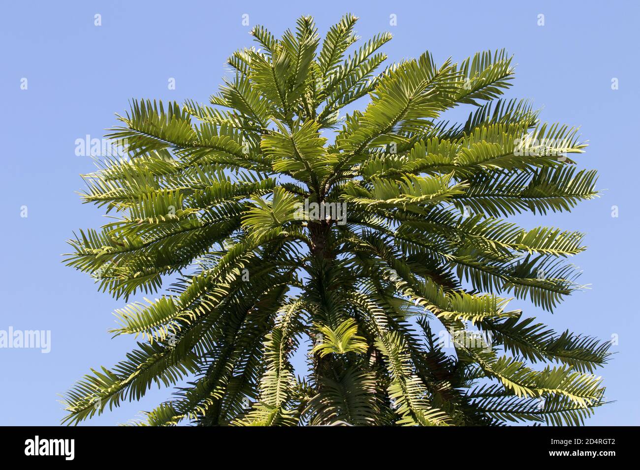 Wollemi pine hi-res stock photography and images - Alamy