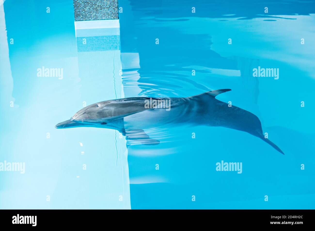 Care, rehabilitation, bathing, diving, games, fun and entertainment ...