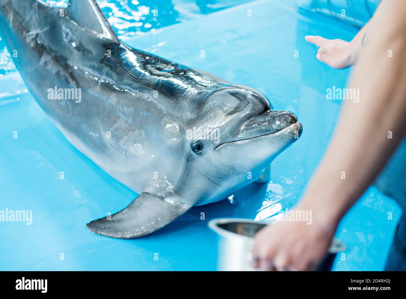 Care, rehabilitation, bathing, diving, games, fun and entertainment ...