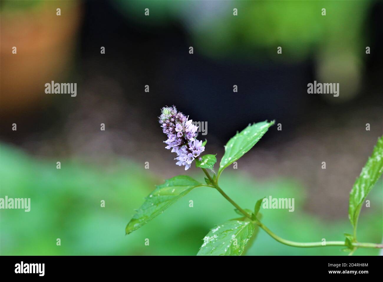 Purple mint blossom hi-res stock photography and images - Alamy