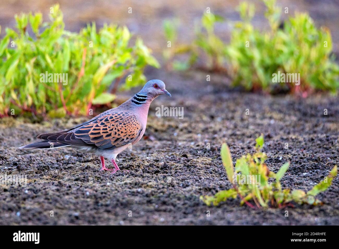 Oriental turtle dove hi-res stock photography and images - Alamy