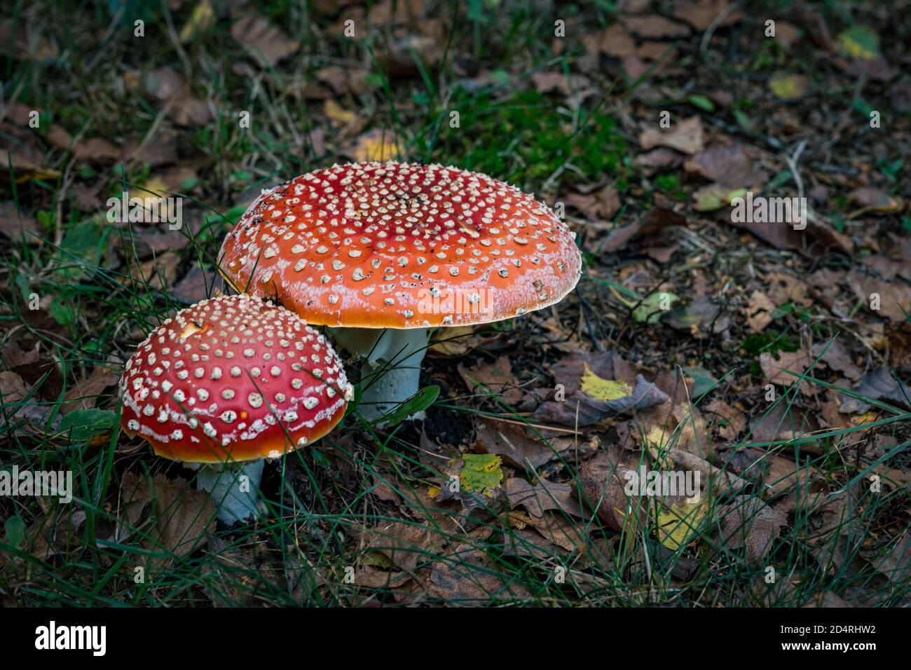 Amanita muscaria, commonly known as the fly agaric or fly amanita, is a ...
