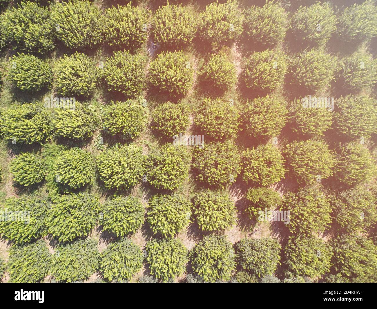 Rows of olive trees. Olive grove aerial view Stock Photo - Alamy