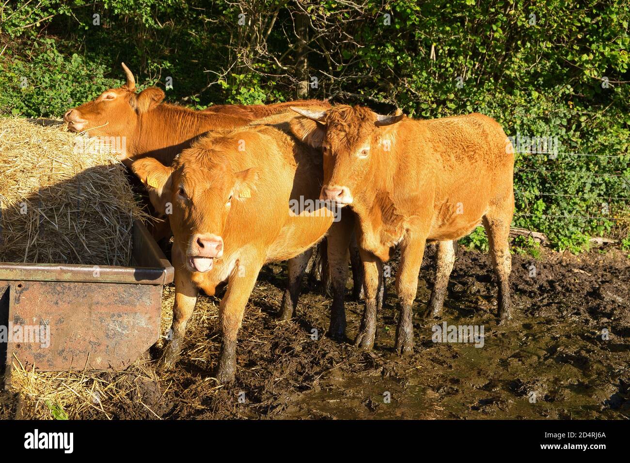 Closeup of brown cows in a field Stock Photo - Alamy
