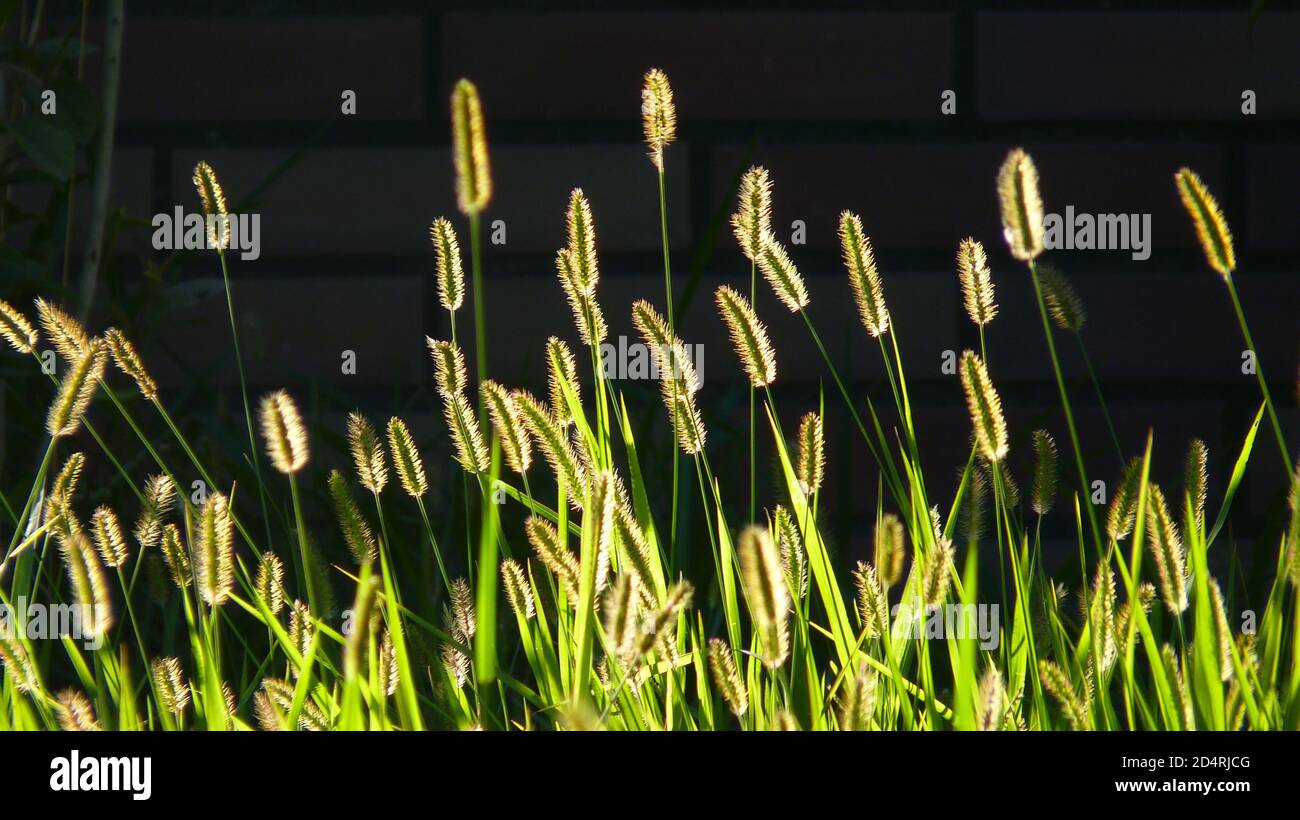 Bristle grass hi-res stock photography and images - Alamy