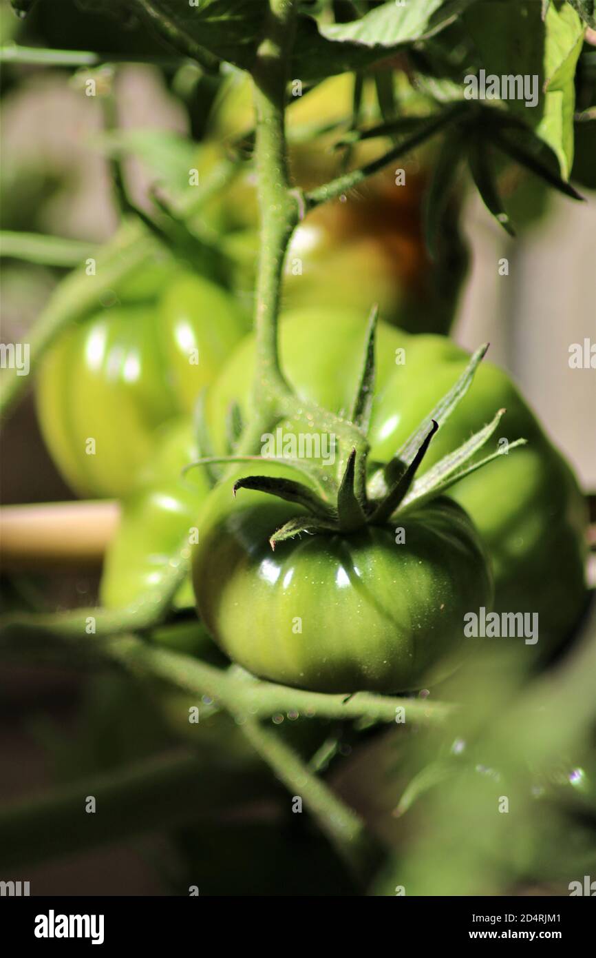 Green tomato on the bush as a close-up Stock Photo - Alamy