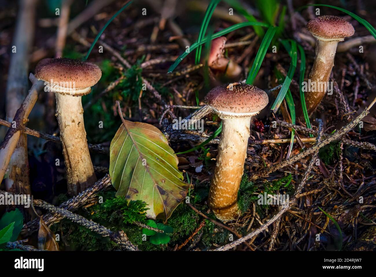 Armillaria Solidipes