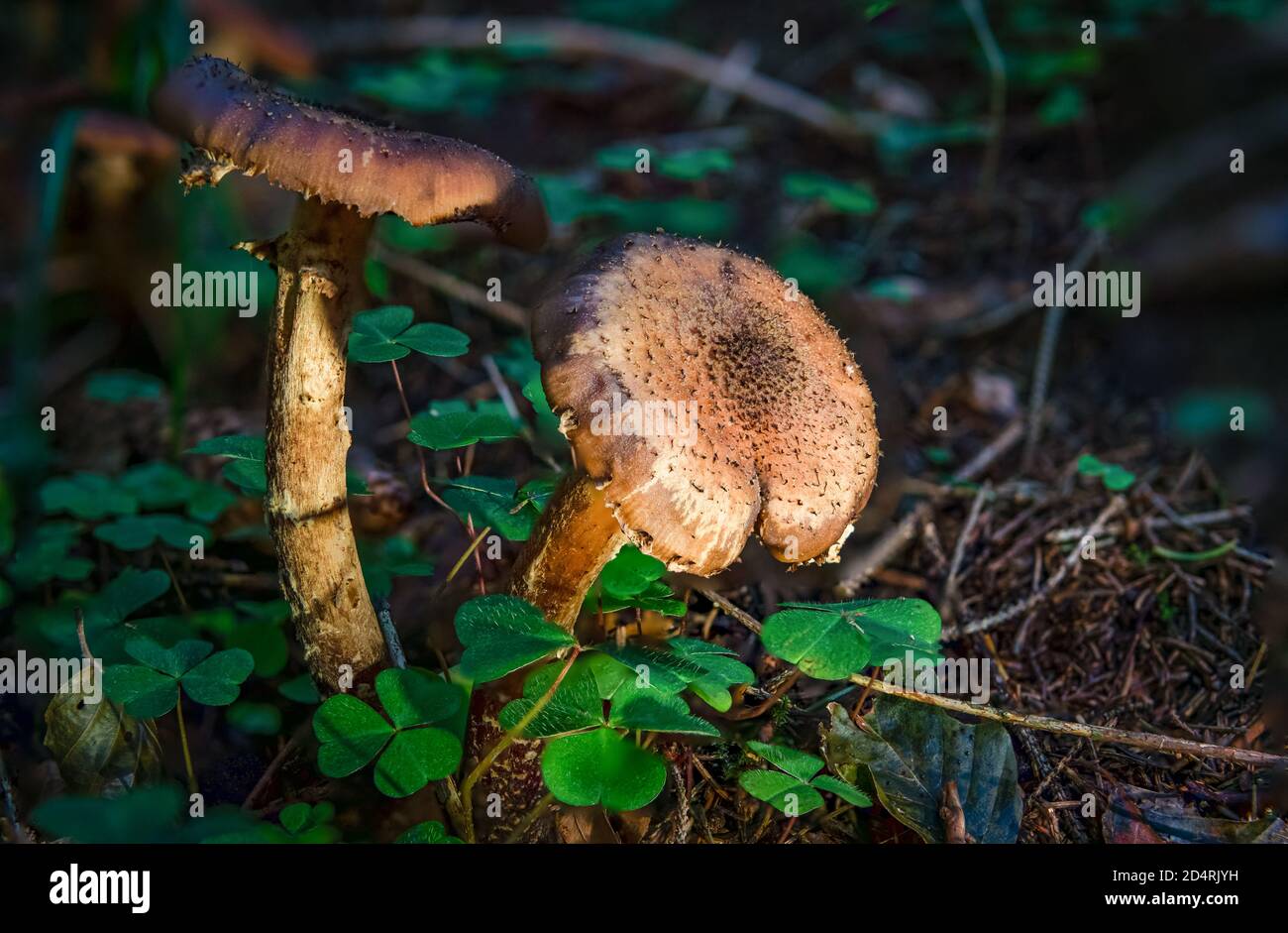 Armillaria ostoyae or solidipes is a species of plant-pathogenic fungus ...