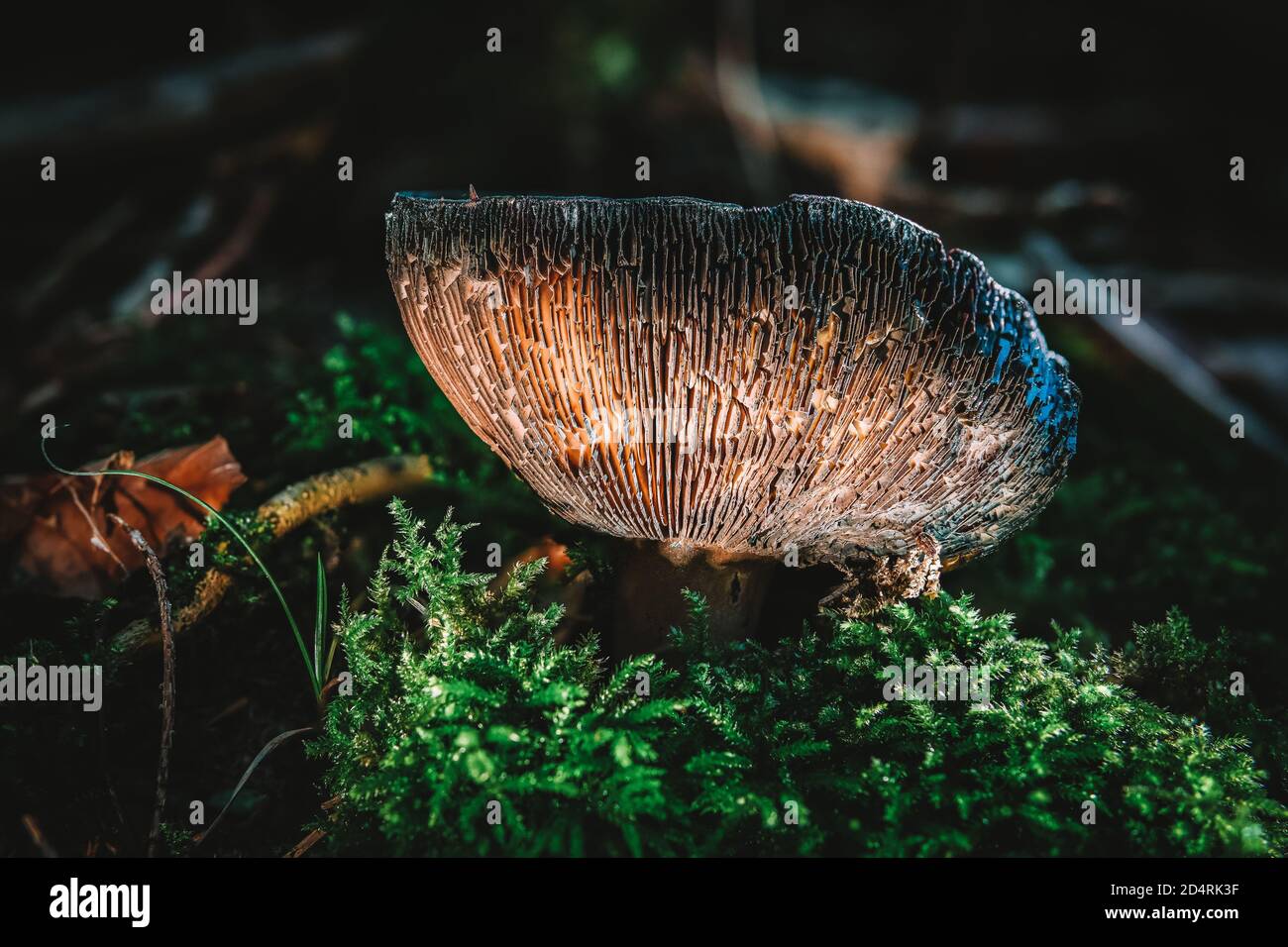 Yellow pale fungi hi-res stock photography and images - Alamy