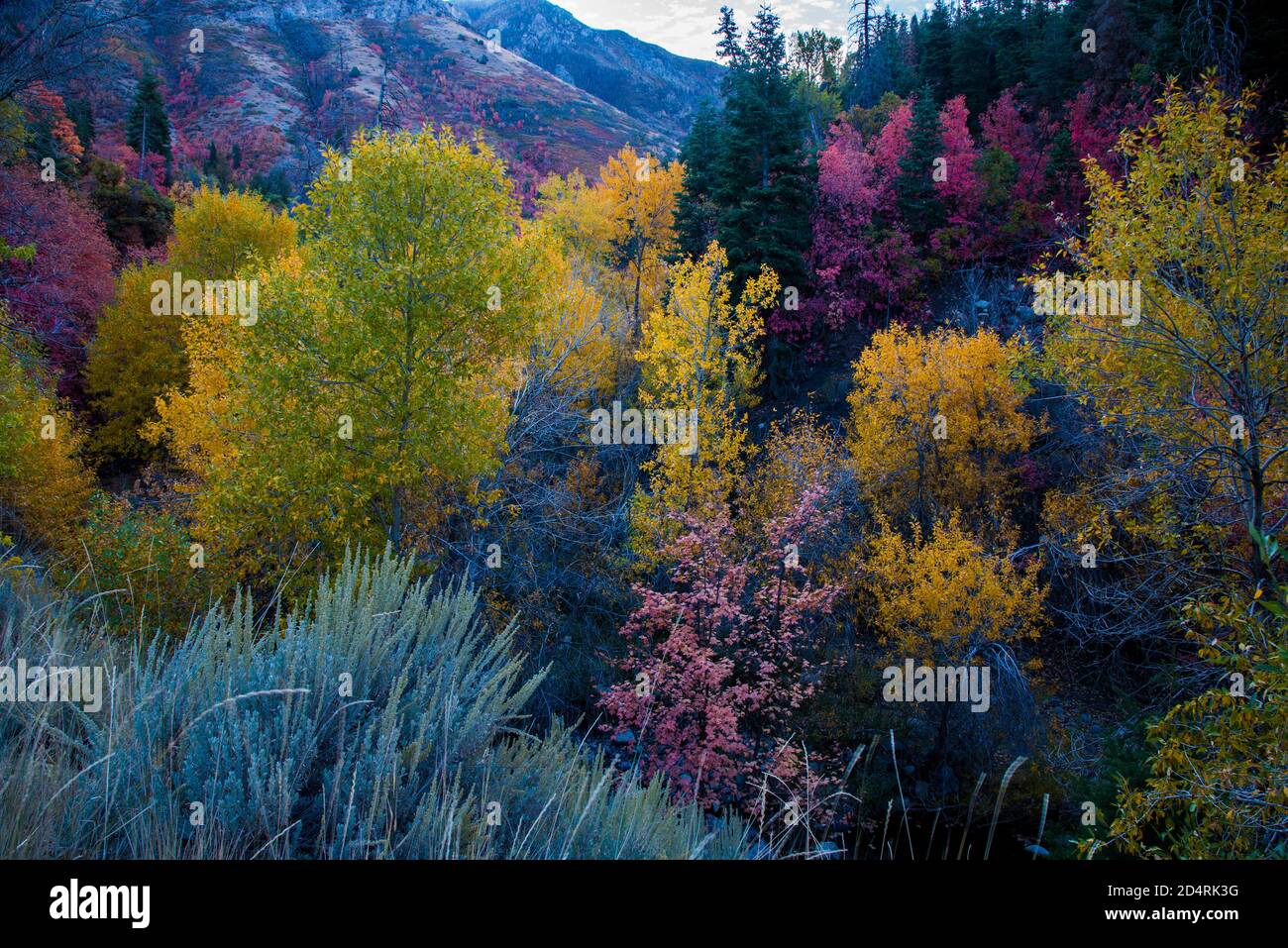 Bright red maple trees and beautiful, golden Quaking Aspen along a ...