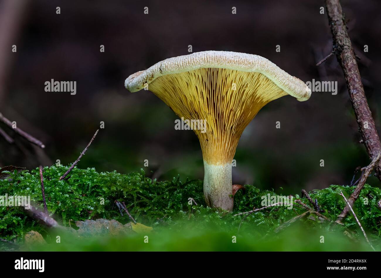 Yellow pale fungi hi-res stock photography and images - Alamy