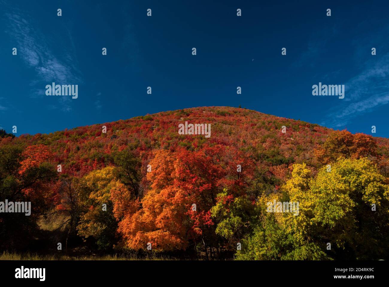 Orange and red maple trees in the mountains of Utah, USA Stock Photo ...