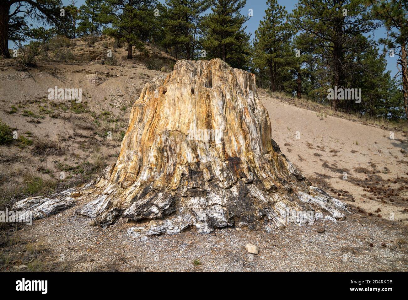 Tree fossil in sediment hi-res stock photography and images - Alamy