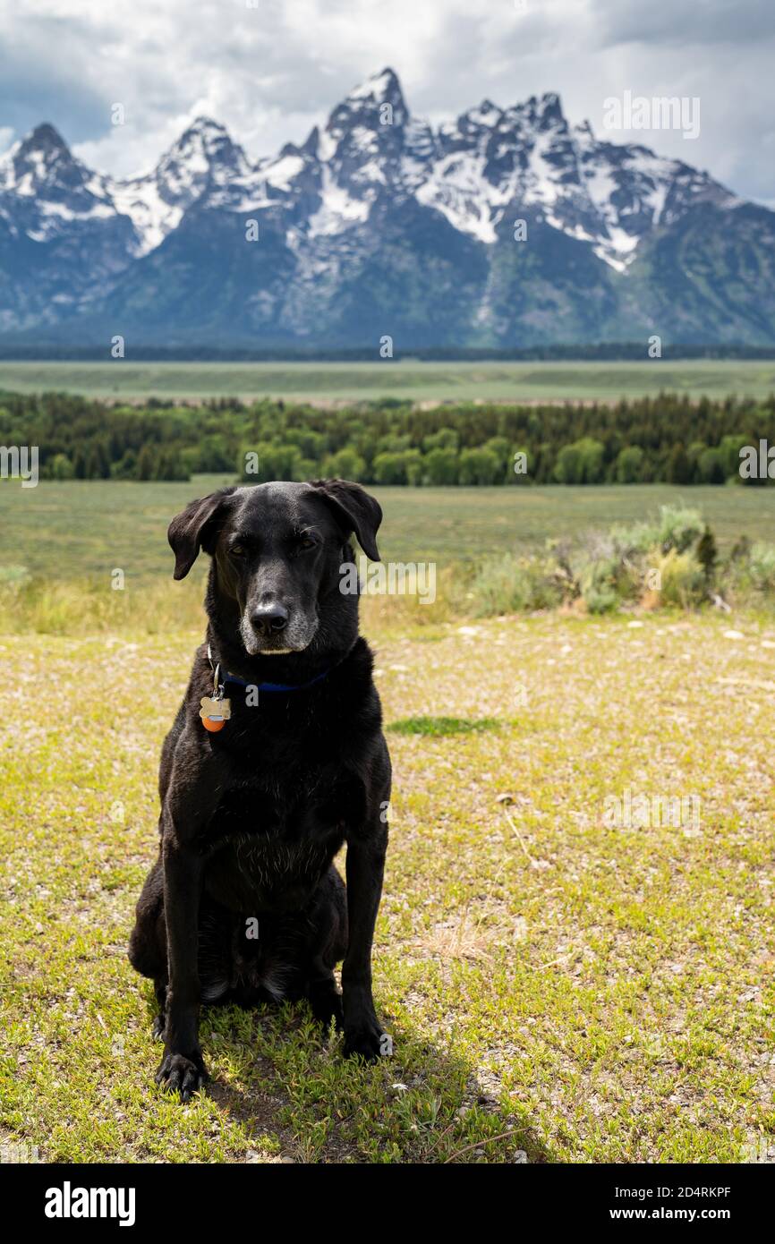 Dog stoic hi-res stock photography and images - Alamy