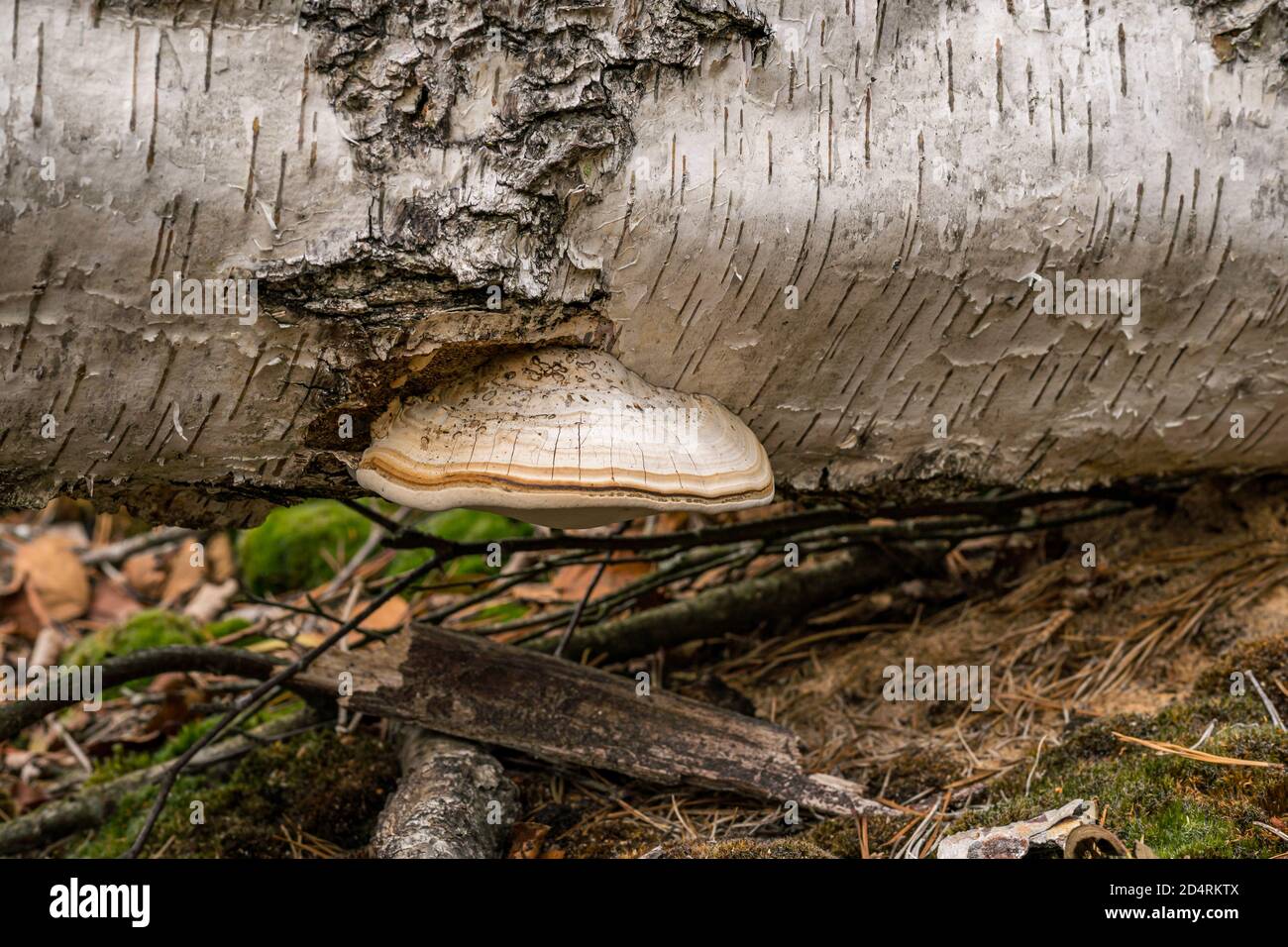 Fungus infected tree trunk hi-res stock photography and images - Alamy