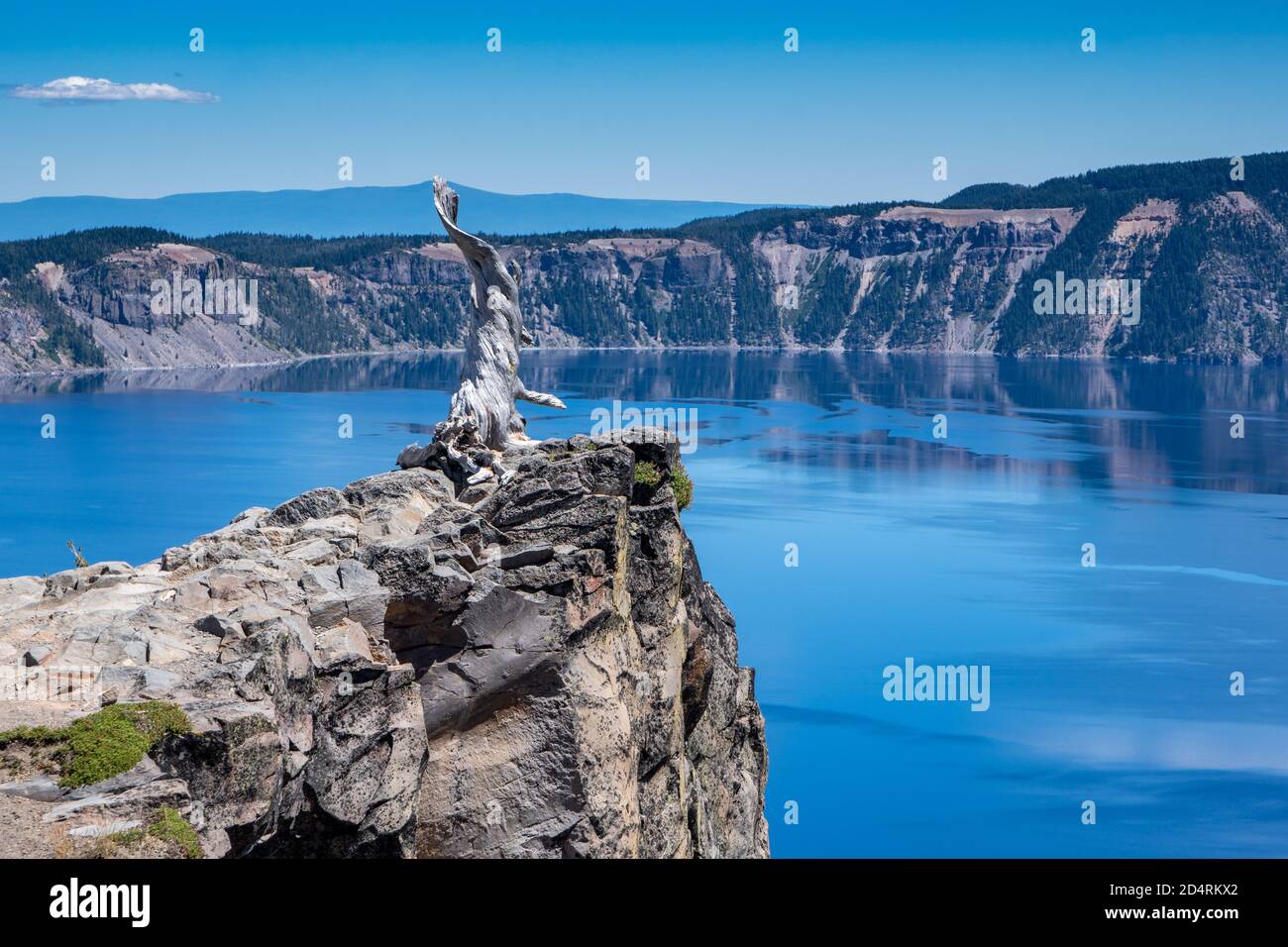 Windswept dead, petrified tree grows on the edge of a cliff in Crater ...
