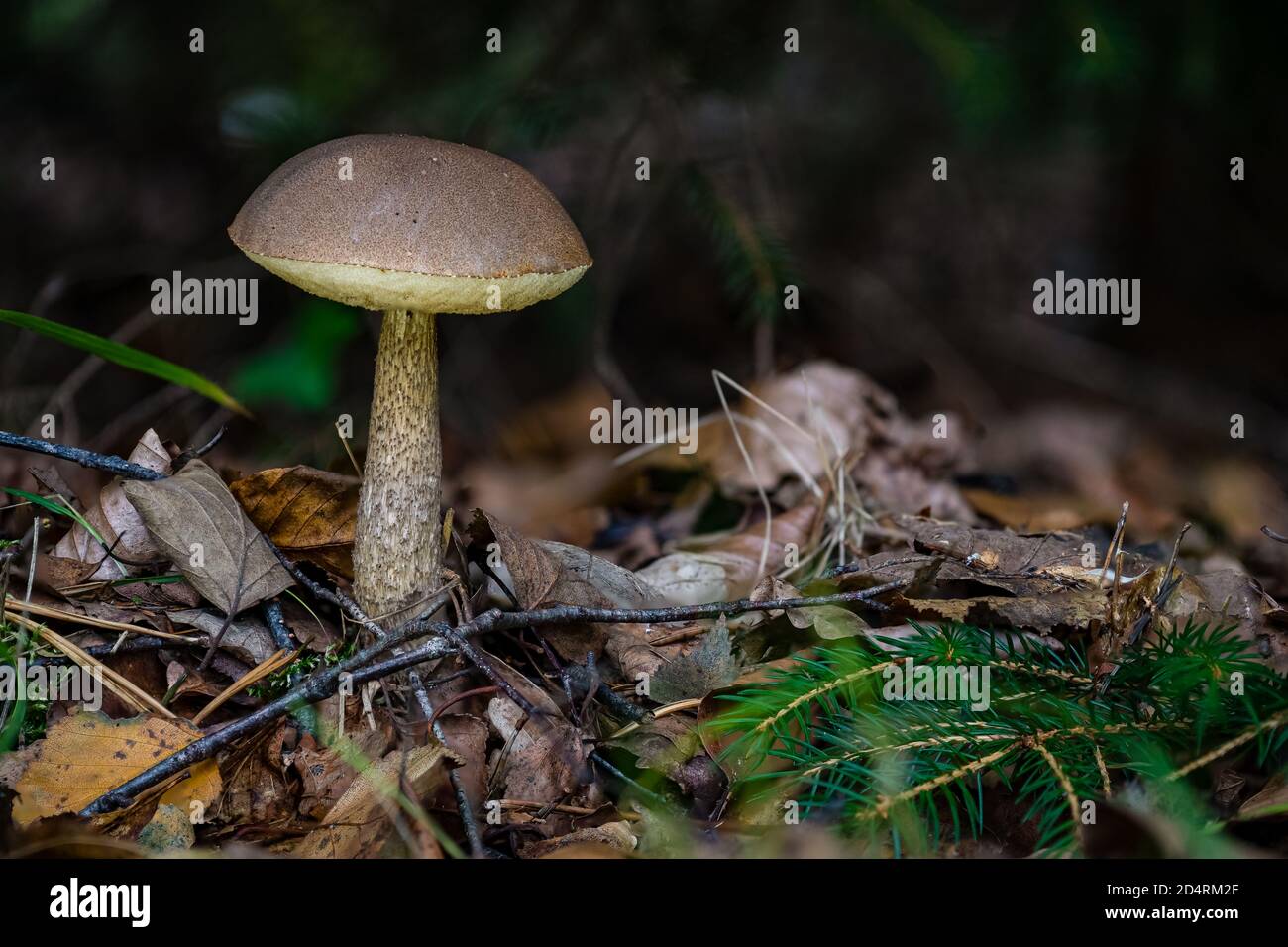Leccinum scabrum, commonly known as the rough-stemmed bolete, scaber ...