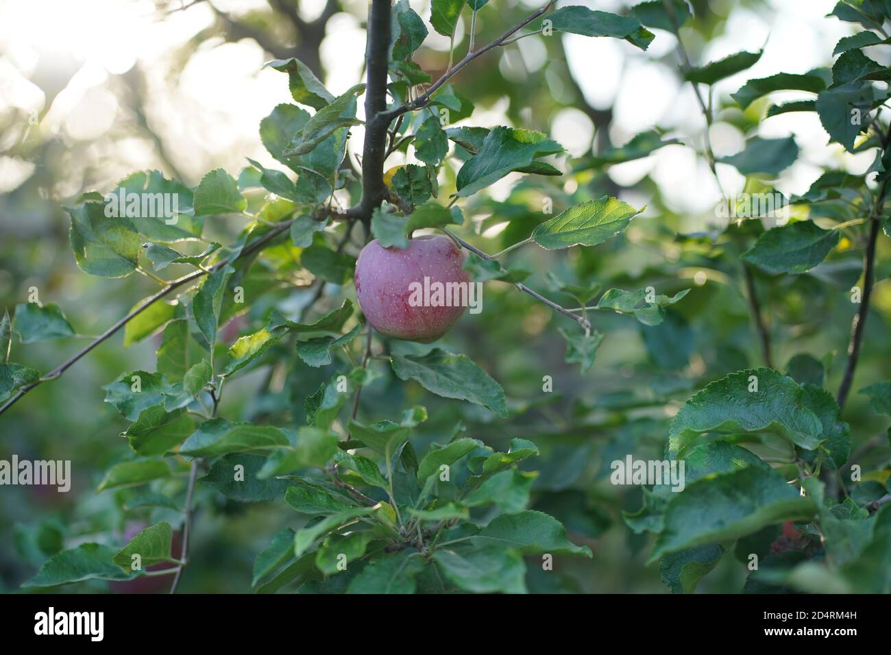 Apples wholesome natural products hi-res stock photography and images ...