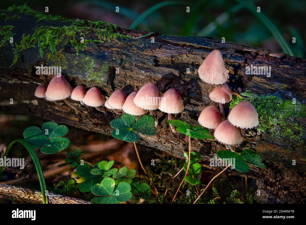Mycena haematopus, commonly known as the bleeding fairy helmet, the ...