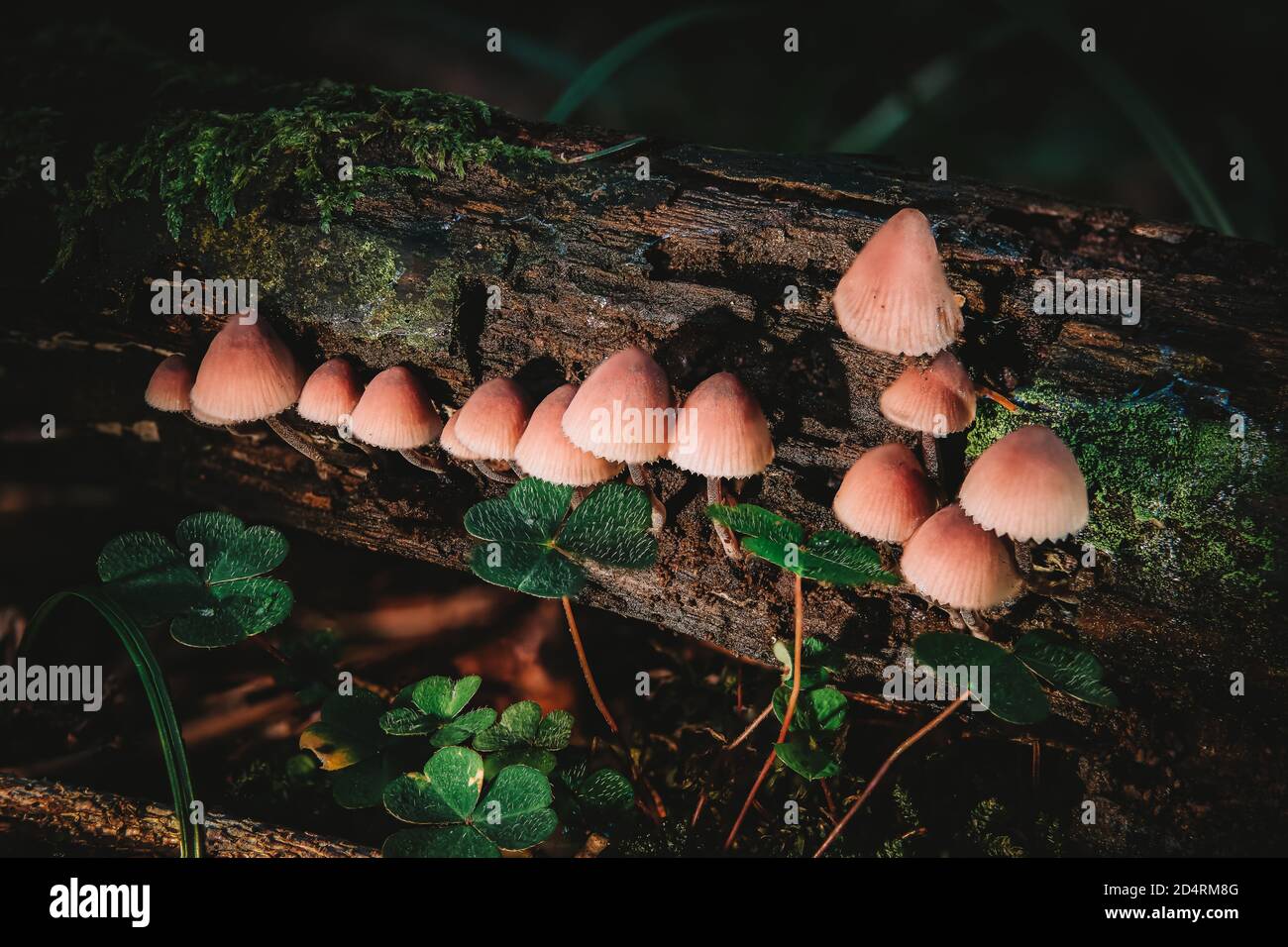 Bleeding fairy helmet mushroom hi-res stock photography and images - Alamy