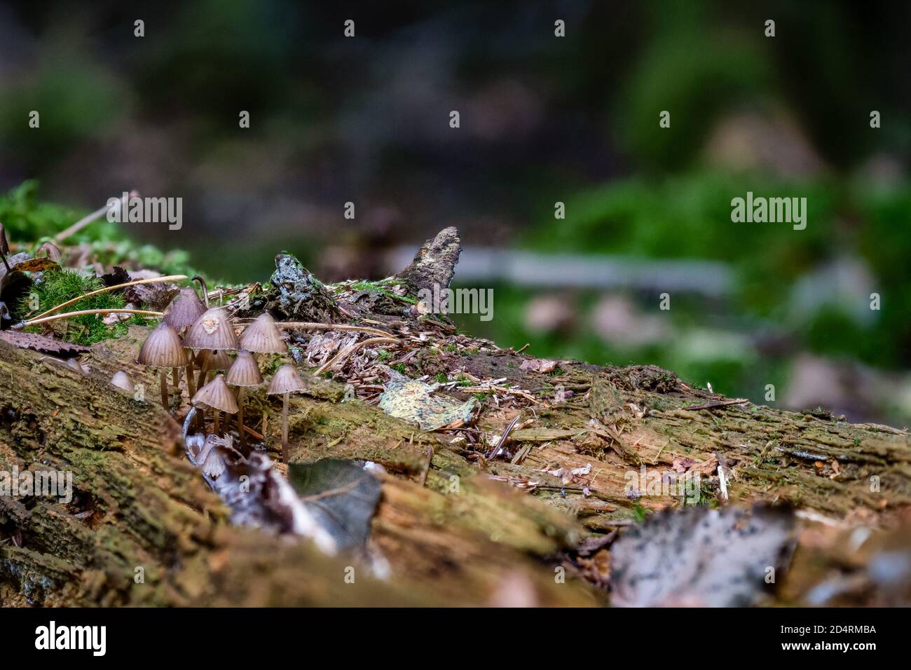 Mycena haematopus, commonly known as the bleeding fairy helmet, the ...