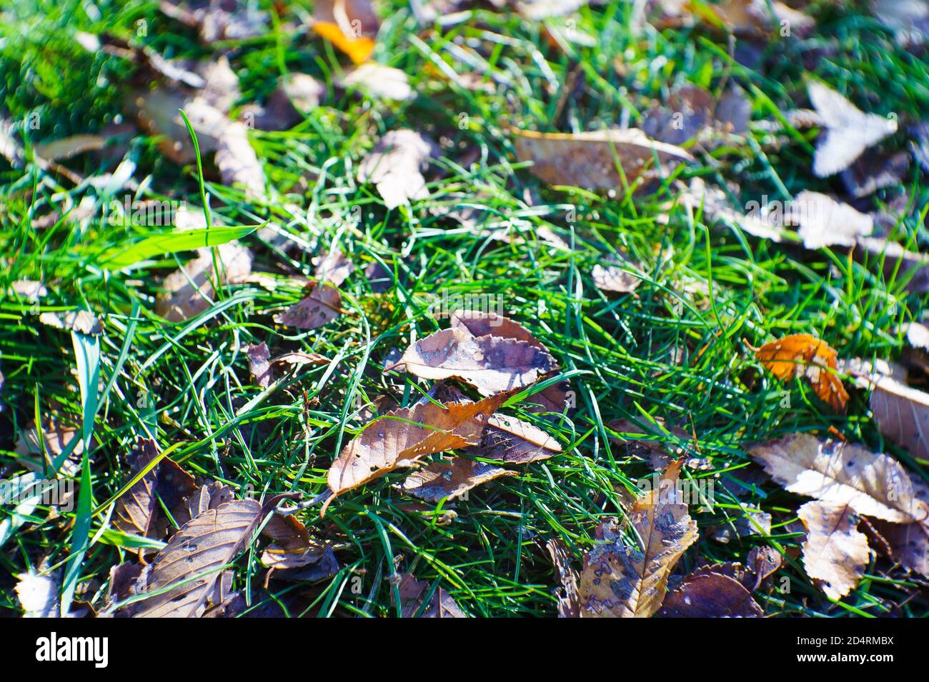 Fallen leaves on autumn green grass. Season change concept Stock Photo ...