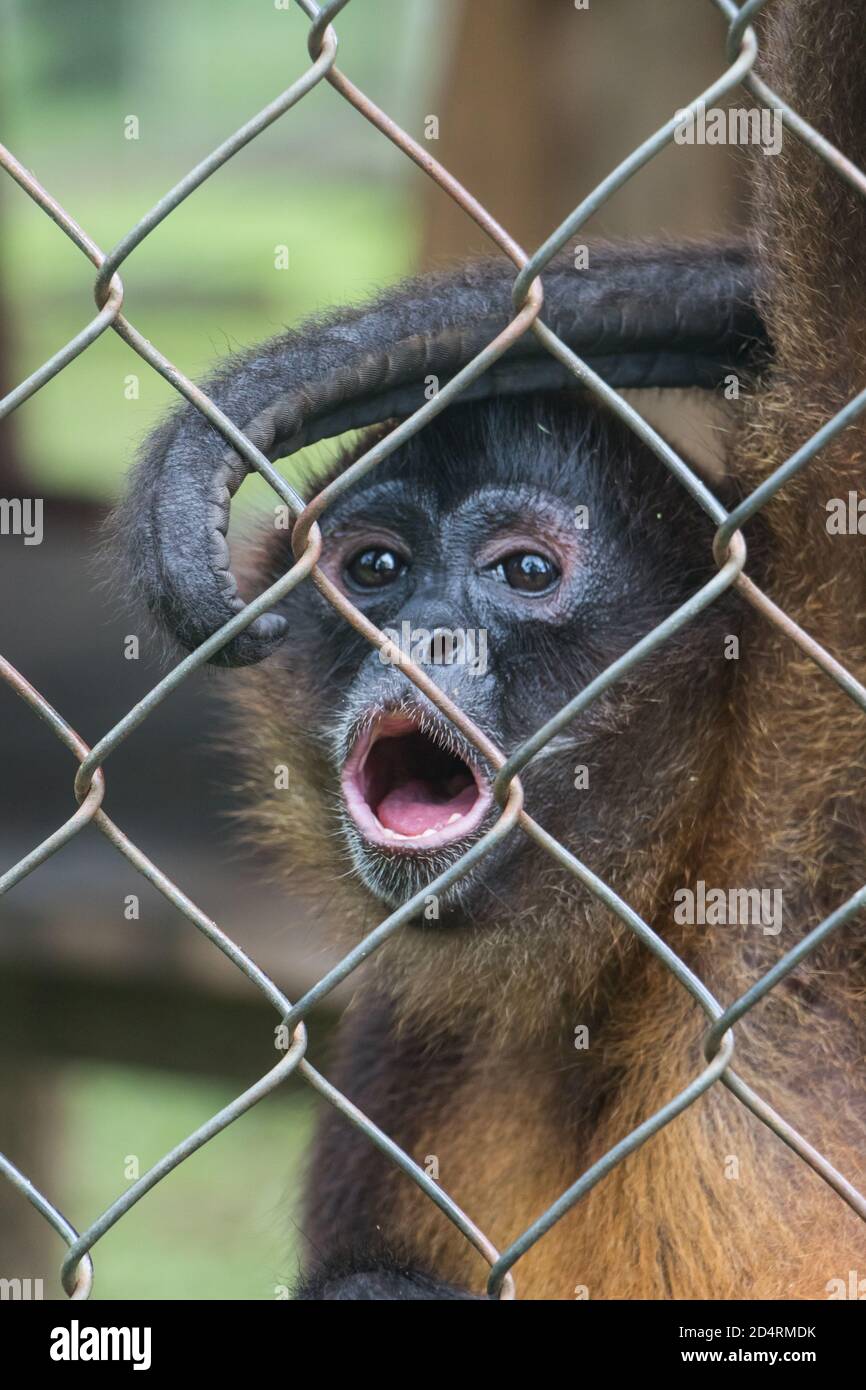 Surprised animals hi-res stock photography and images - Alamy