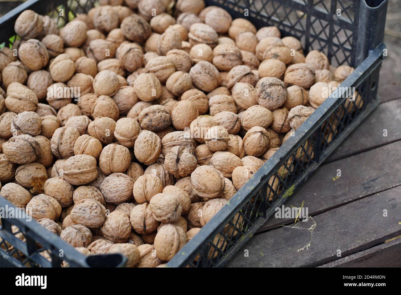 Close up of walnuts crop in crate. Pile of nuts in shell outdoors in ...