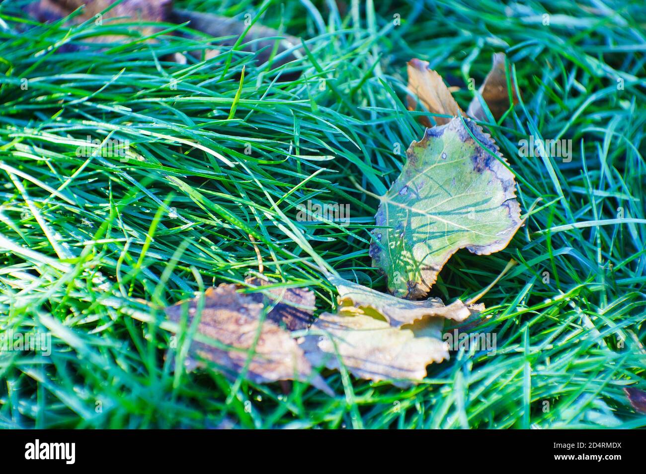 Fallen leaves on autumn green grass. Season change concept Stock Photo ...