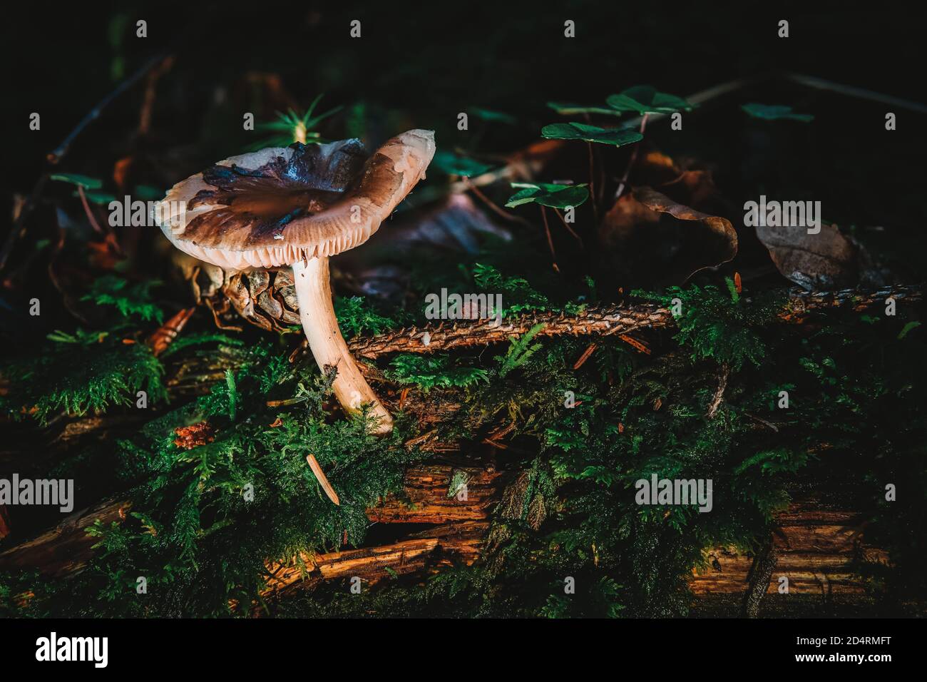 Pluteus is a large genus of fungi with over 300 species. They are wood ...