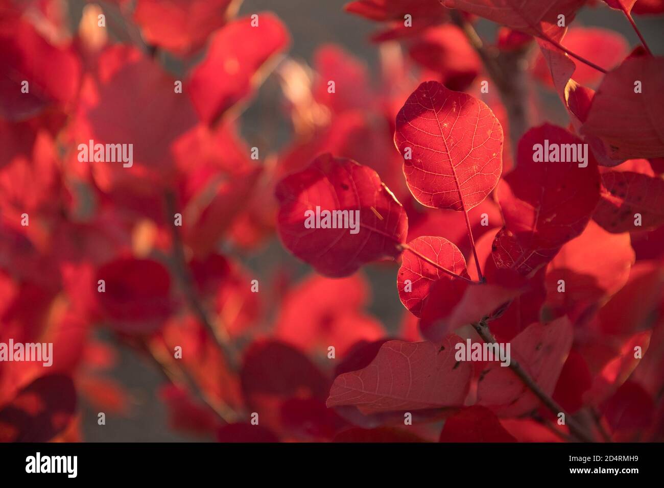 Dry red leaves on tree branch, close up, soft selective focus. Mid ...