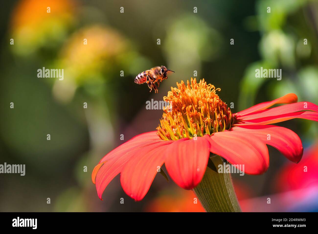 Honey bee flying to a bright orange flower Stock Photo - Alamy