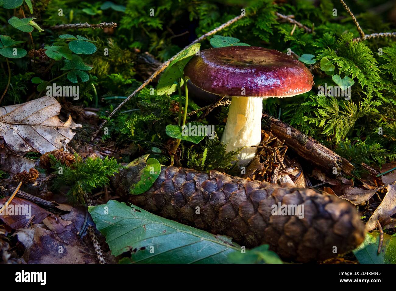 Russula paludosa is an edible species of mushroom within the large ...
