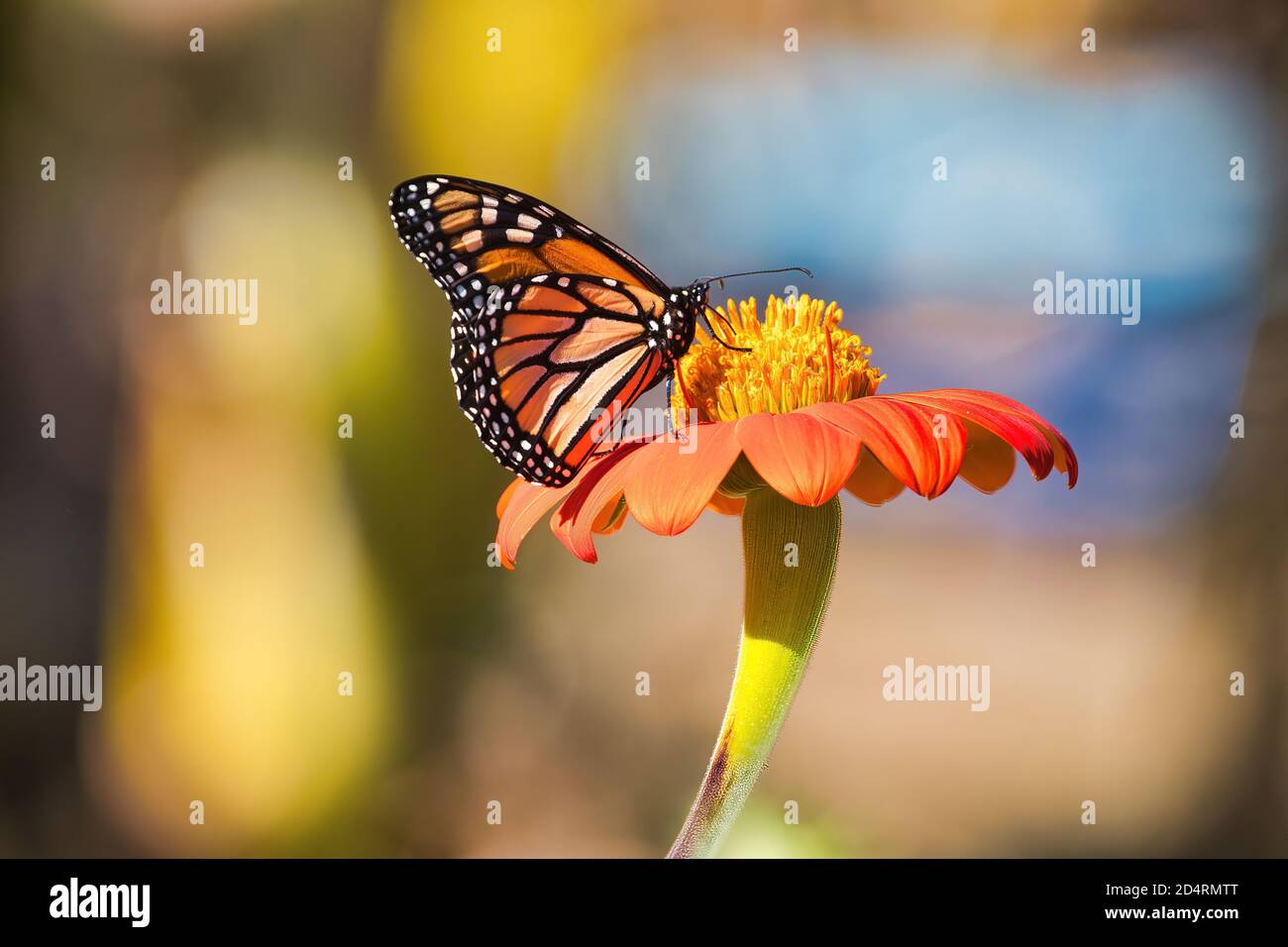 Monarch butterfly resting on flower hi-res stock photography and images ...
