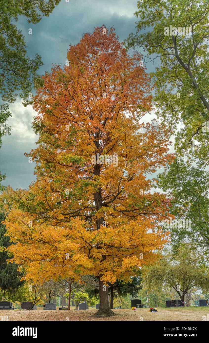 Beautiful fall foliage in hi-res stock photography and images - Alamy