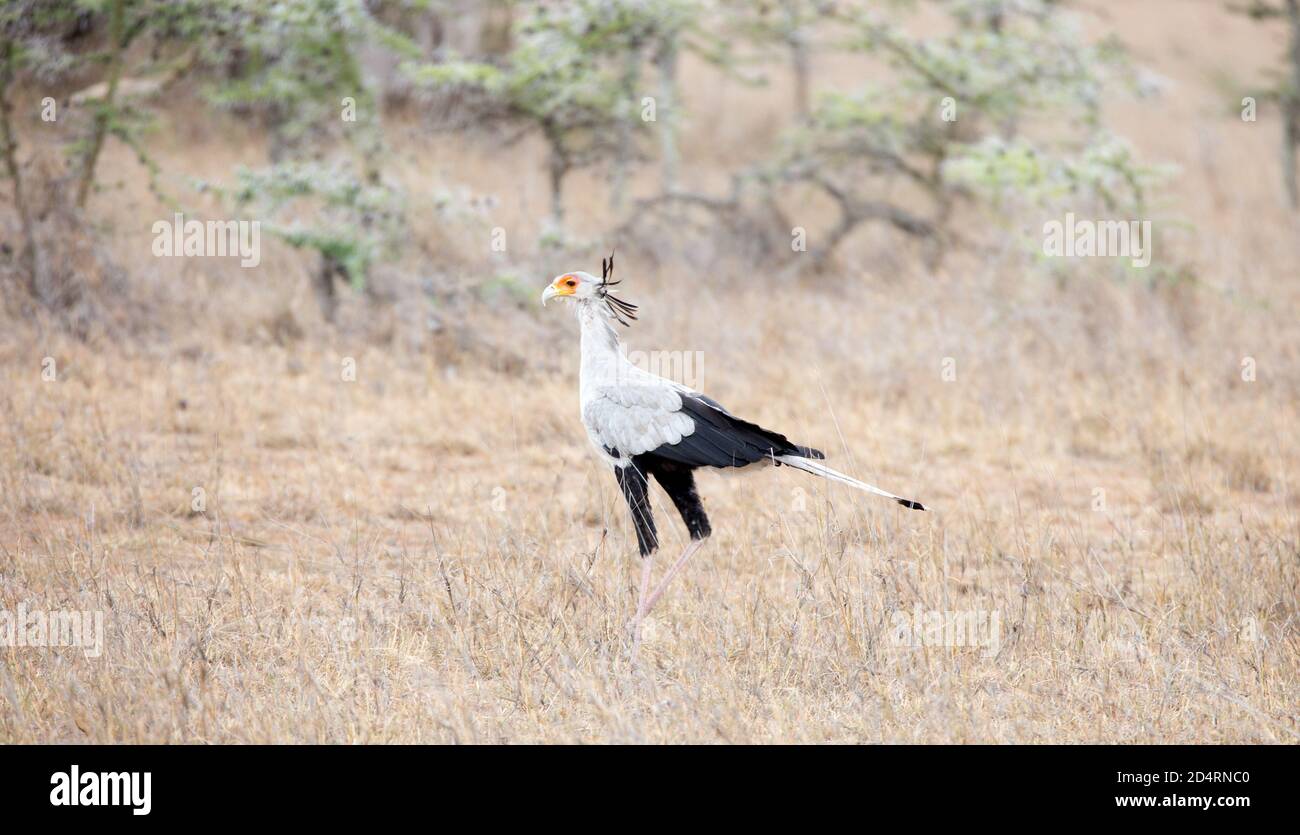 Secretary bird leg hi-res stock photography and images - Alamy