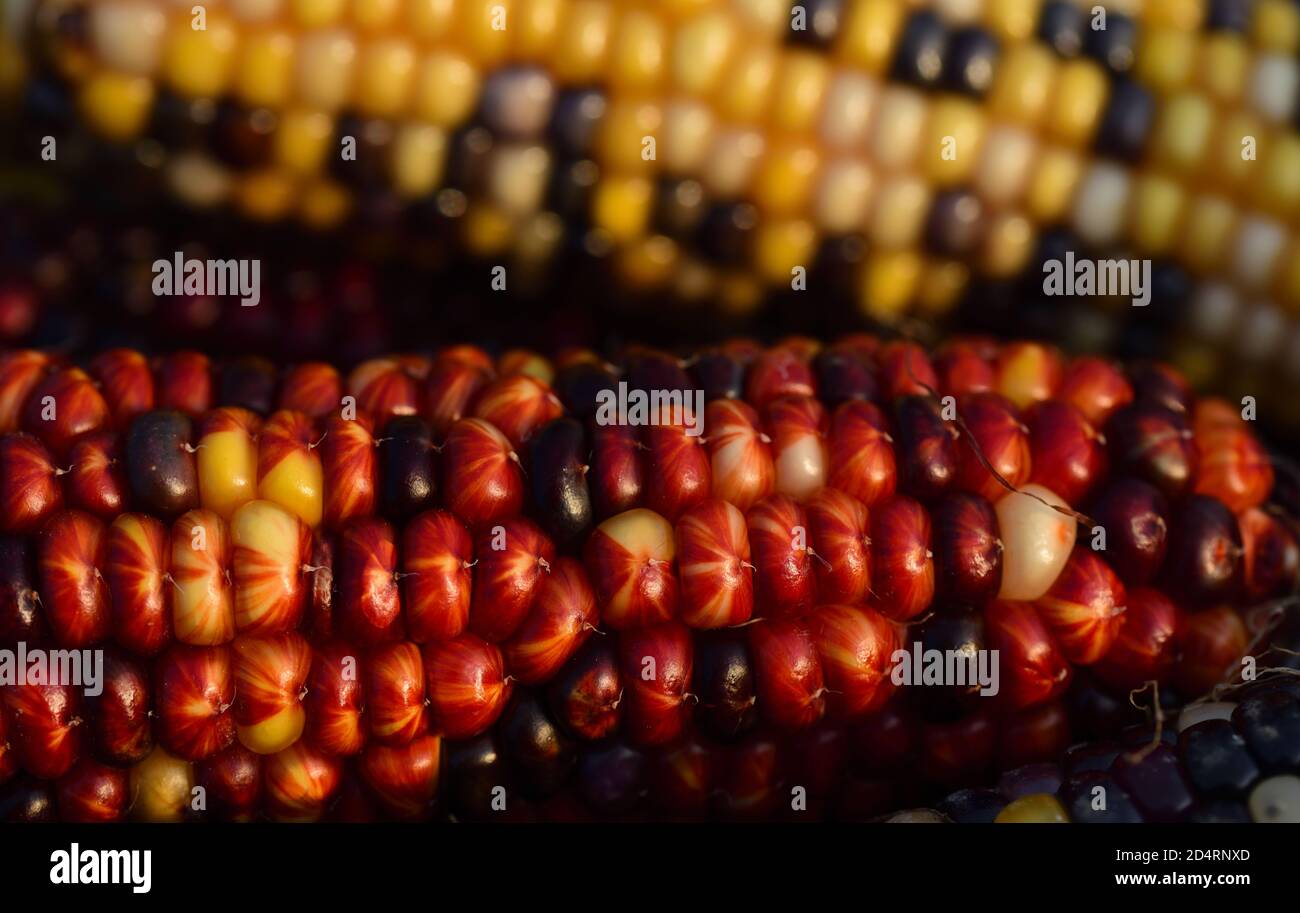 Corn rows abstract hi-res stock photography and images - Alamy