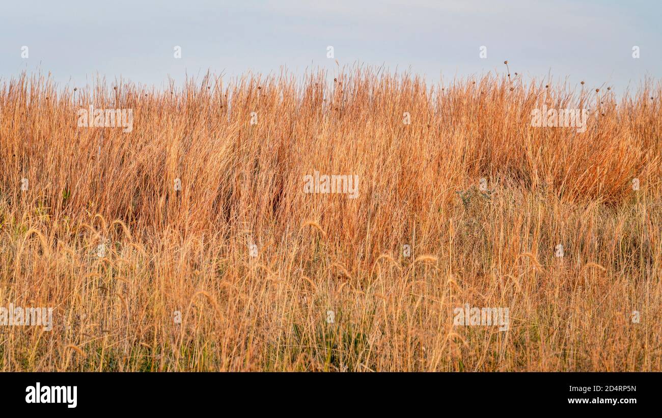 late summer grass in a prairie of Nebraska Sandhills - Nebraska ...