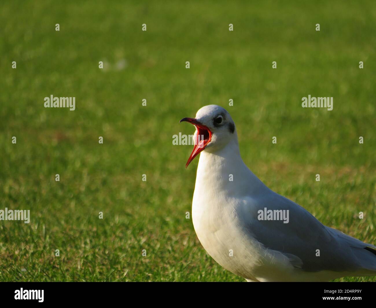 Close up of black headed gull with beak open Stock Photo - Alamy