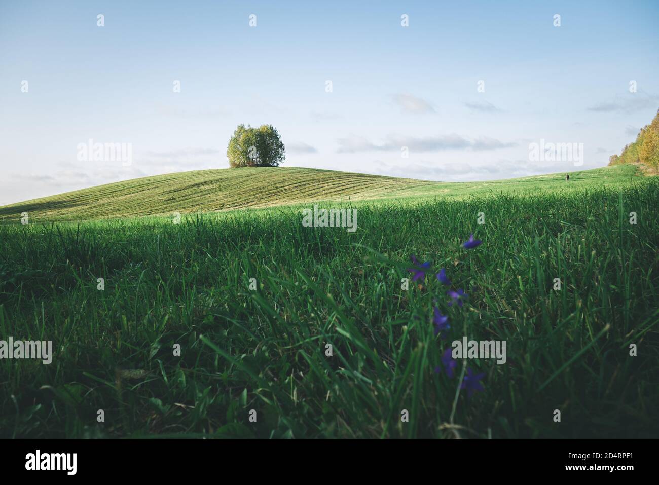 Tall grass field night hi-res stock photography and images - Alamy