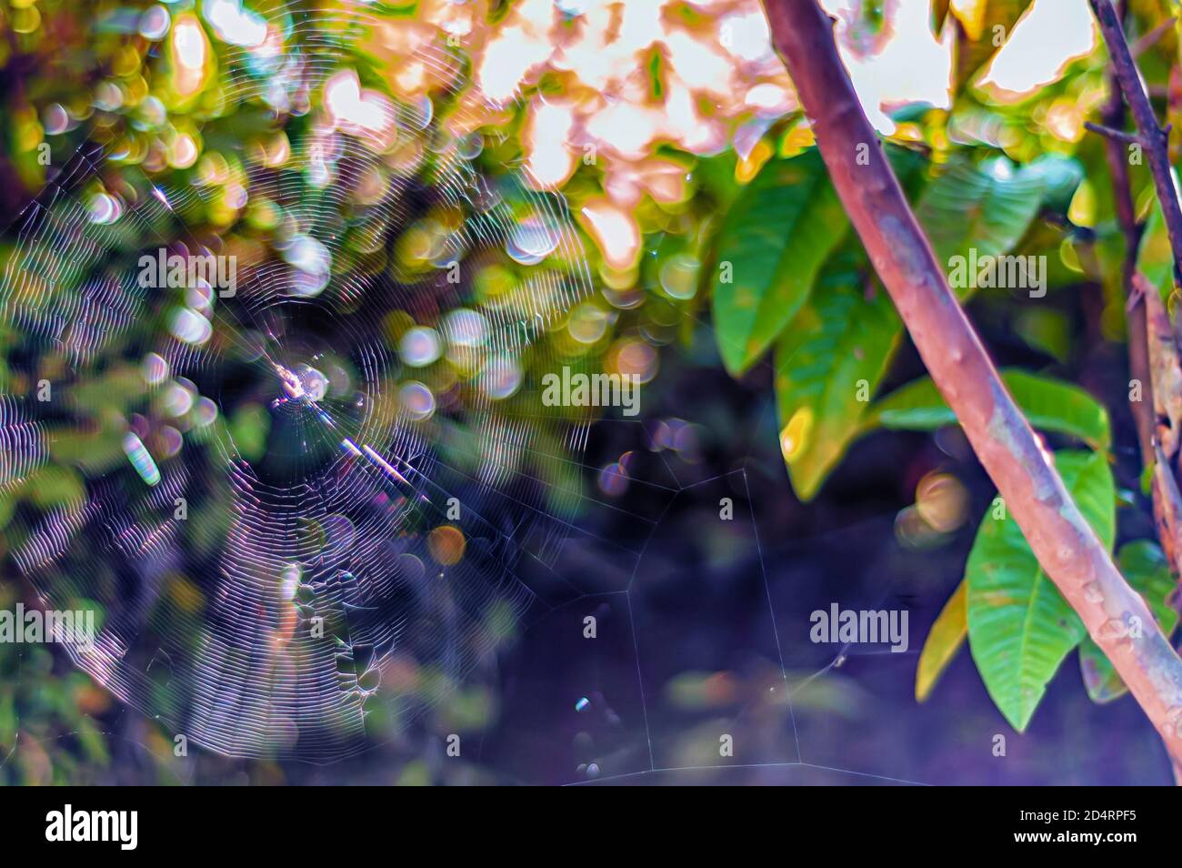 Webs in vertical plane hi-res stock photography and images - Alamy
