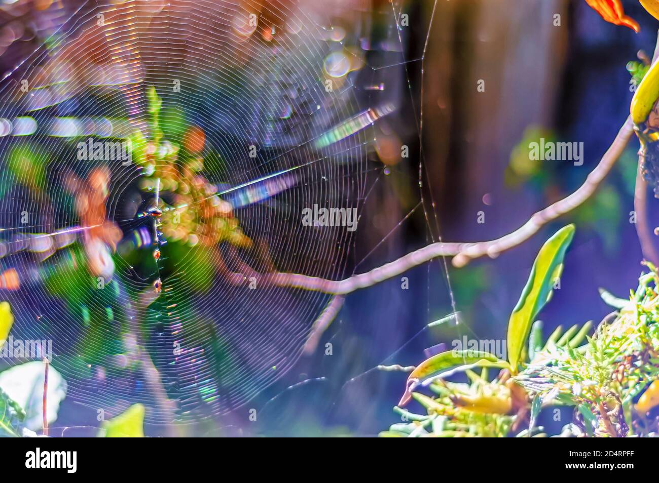 An intricately woven cobweb hanging from branches and leaves of a tree ...