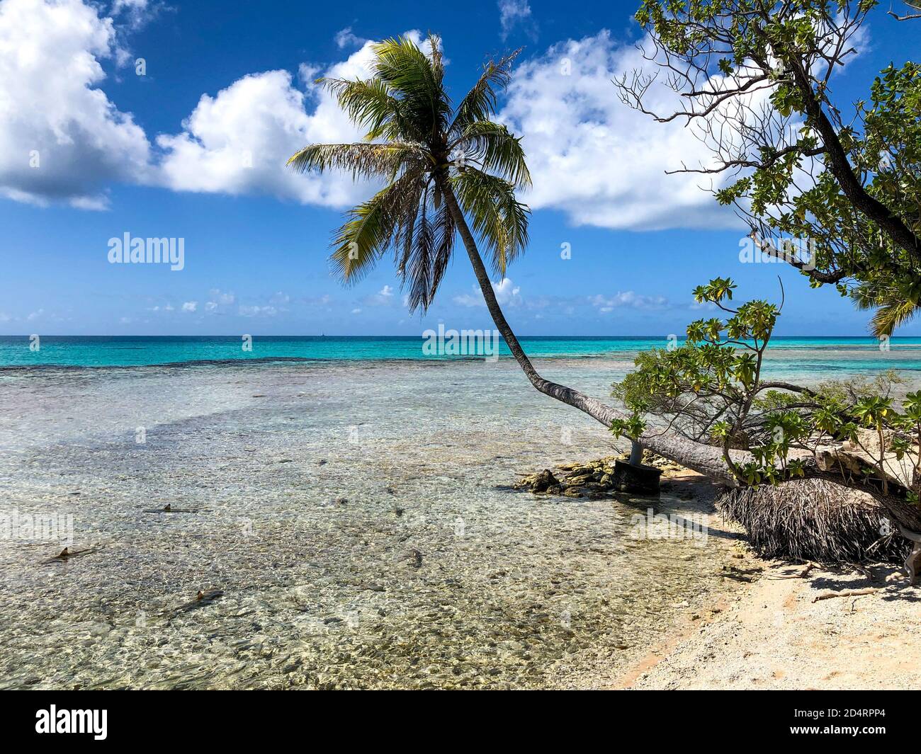 Reef in Rangiroa island Stock Photo - Alamy